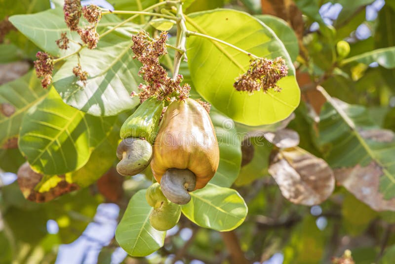Cashew nuts tree stock image. Image of farm, ingredient - 330376255