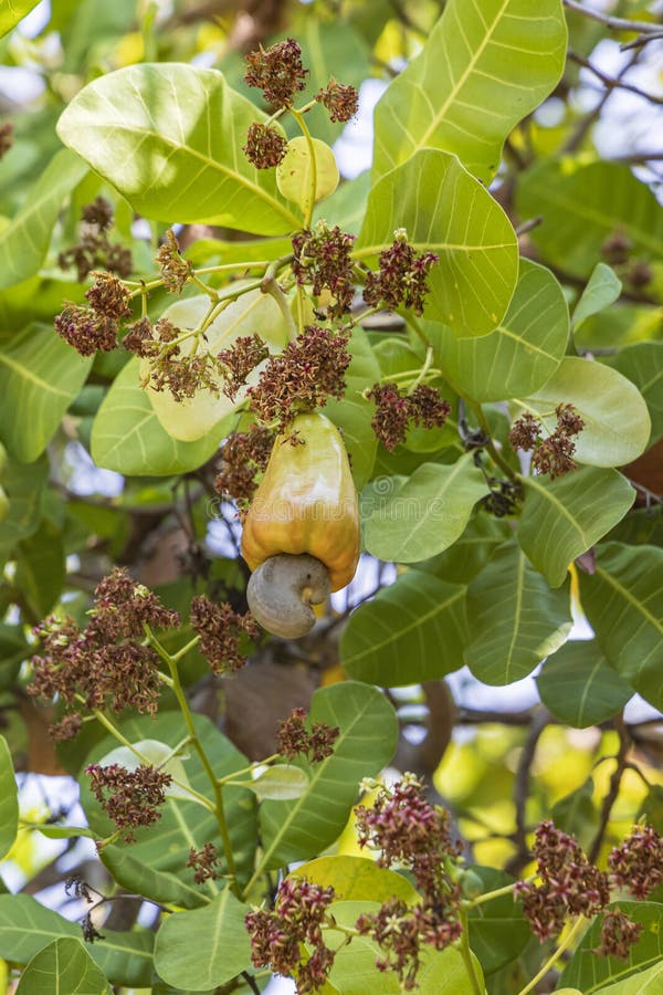 Cashew nuts tree stock image. Image of cashew, protein - 339791255
