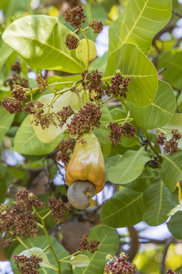 Cashew nuts tree stock image. Image of coast, macro - 339791277