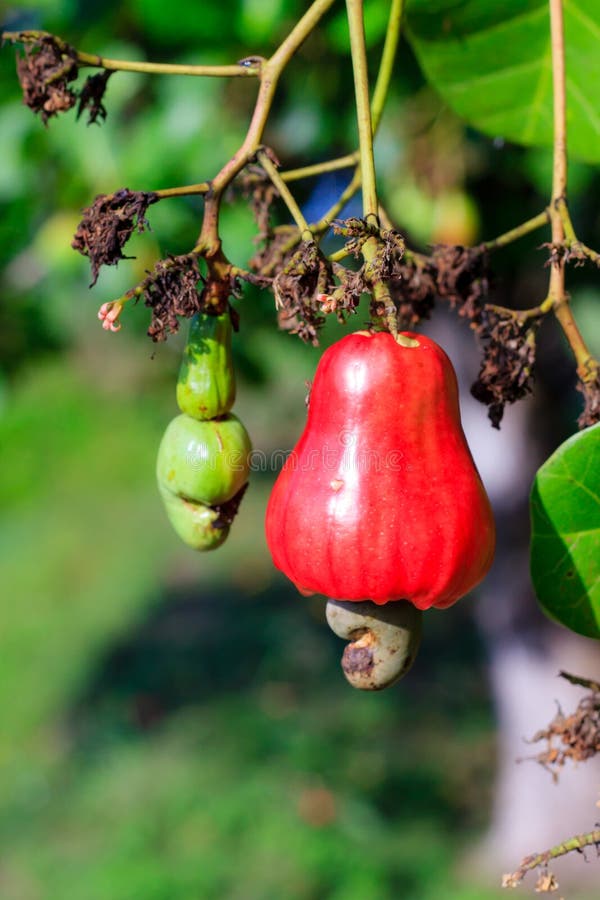 Cashew nuts tree stock photo. Image of front, cashew - 54746992