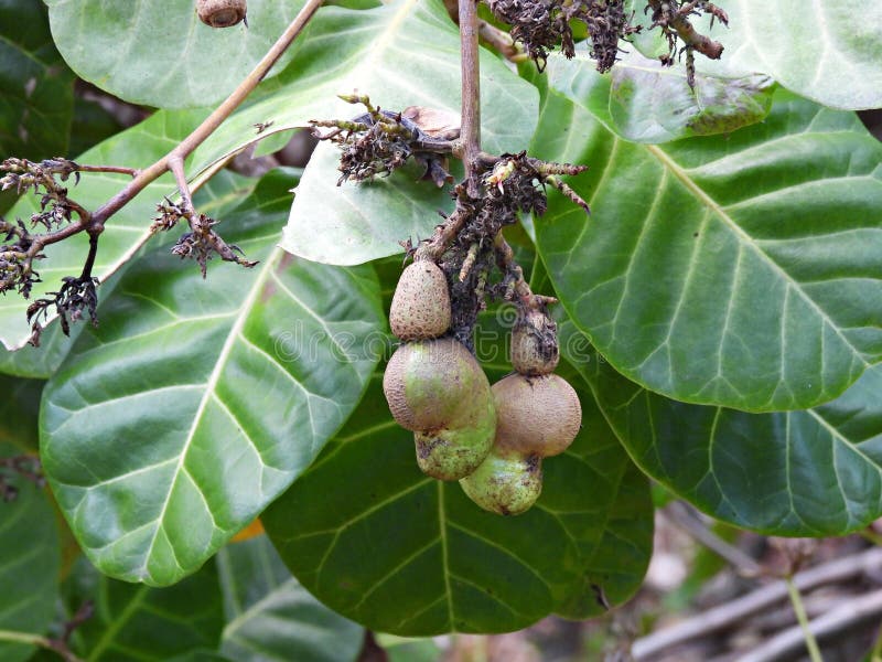 Cashew Tree (Anacardium Occidentale) Stock Image - Image of cashews ...