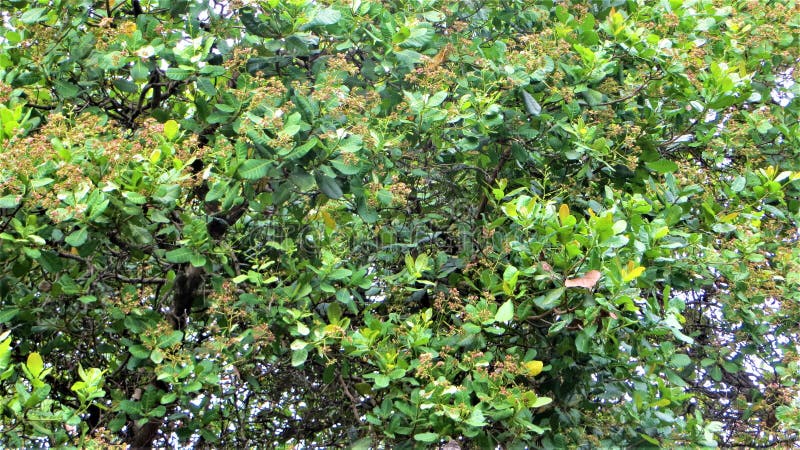 3,252 Cashew Tree Stock Photos - Free & Royalty-Free Stock Photos from ...