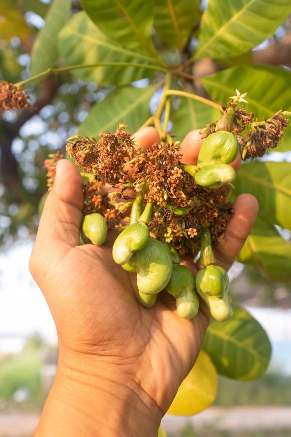 Cashew is on Tree.Cashew Nuts.Cashew Tree. the Color of Red Cashew ...