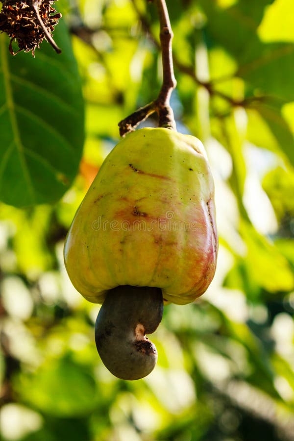 Cashew Tree stock image. Image of green, tree, vertical - 40129751