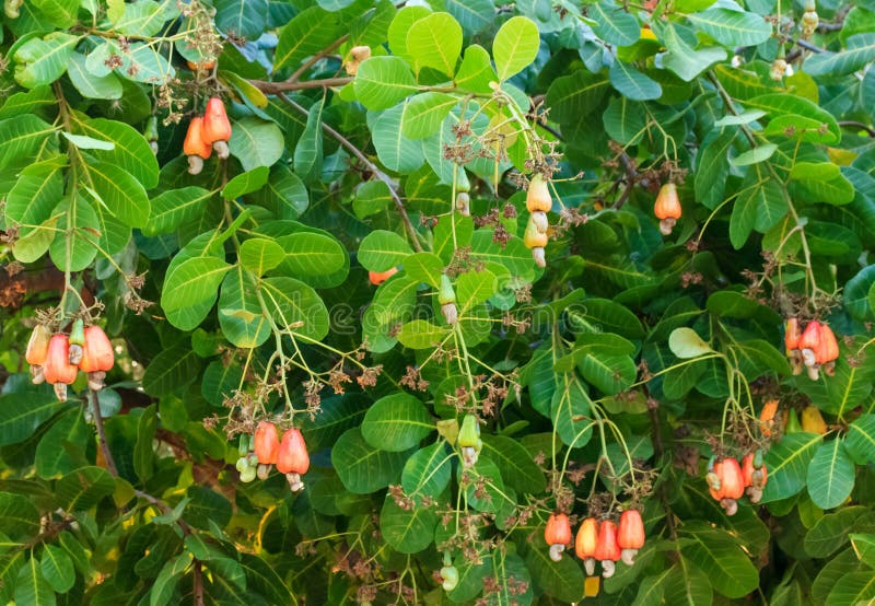 Cashew tree - pastorhq