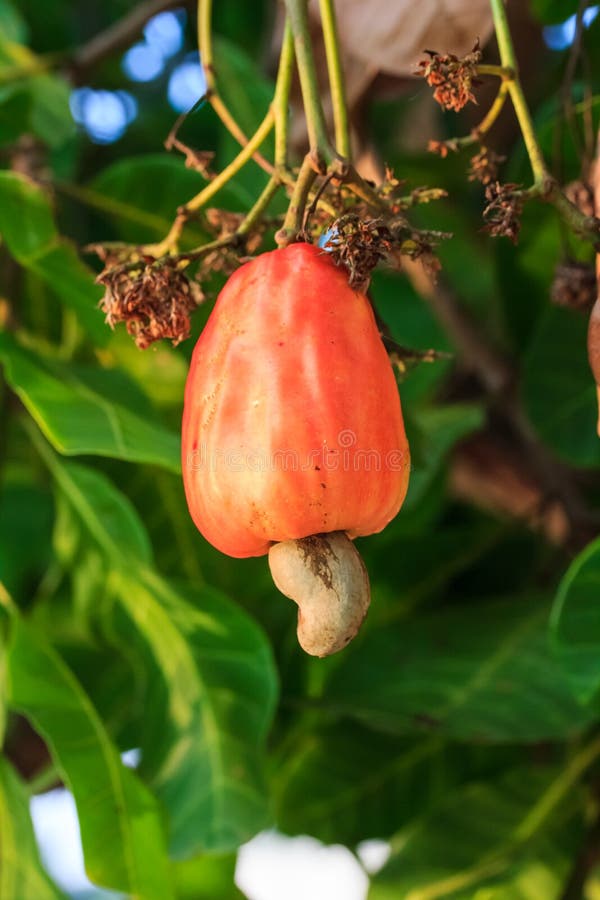 Cashew Tree with Raw Fruit and Nut Stock Photo - Image of group, health ...