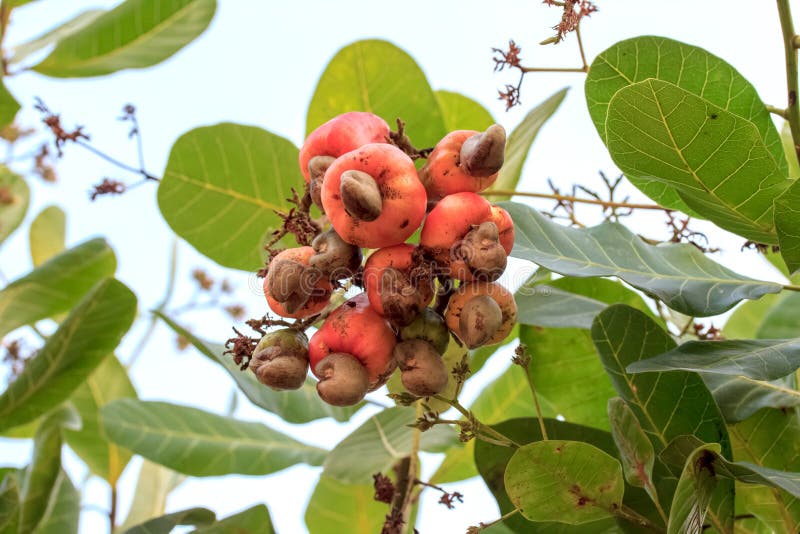 Cashew Tree with Raw Fruit and Nut Stock Image - Image of tree, cashew ...