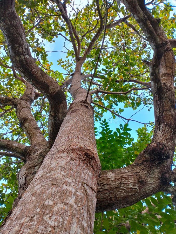 Cashew Tree Trunks Growing in the Garden are Taken from Below Stock ...