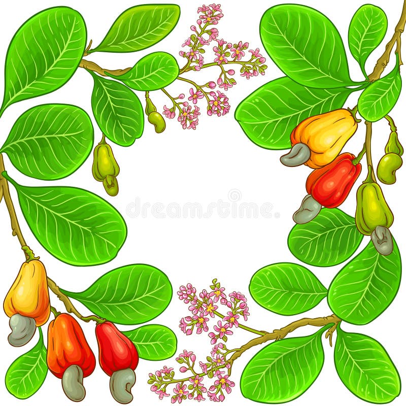 Cashew vector frame stock vector. Illustration of plant - 166274697
