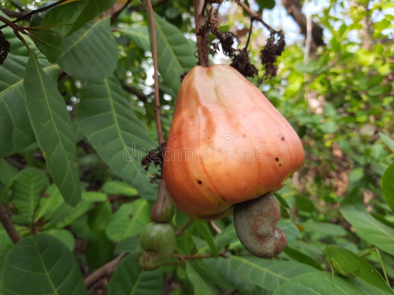 Cashews or Caju Fruit Isolated on White Background, Fresh Cashew Fruit ...