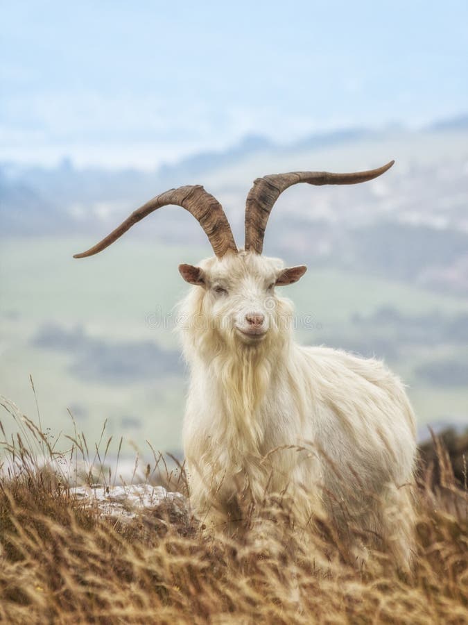 Cashmere Billy-goat at North Wales Stock Photo - Image of great, nature ...