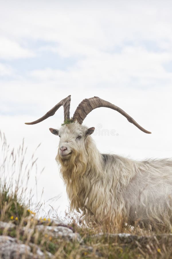 Cashmere Goat at Great Orme, North Wales Stock Image - Image of great ...