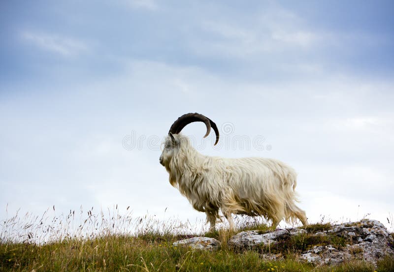 Cashmere Goat at North Wales Stock Image - Image of goat, wool: 27087905