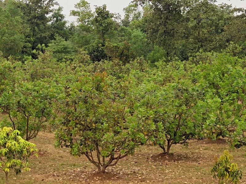 Cashu Stock Photos - Free & Royalty-Free Stock Photos from Dreamstime