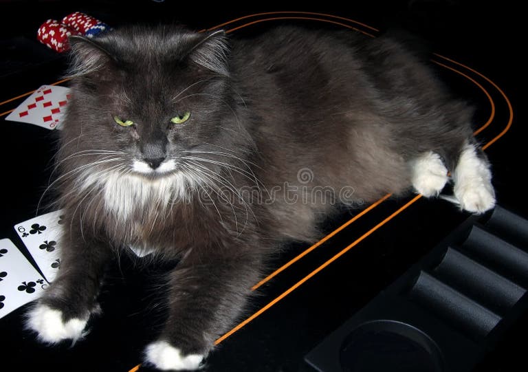 Casino Cat stock image. Image of table, pedigree, coon - 219117