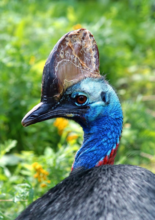 Cassowary photo stock. Image du neuf, vivre, flightless - 57619650