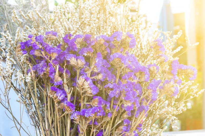 Caspea Flower stock image. Image of garden, classic - 101225127