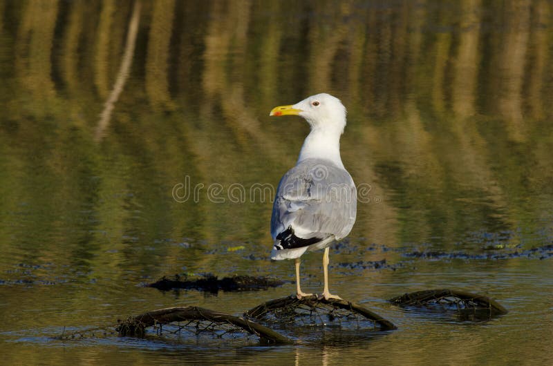Caspian Gull stock photo. Image of flight, caspian, wings - 3257592