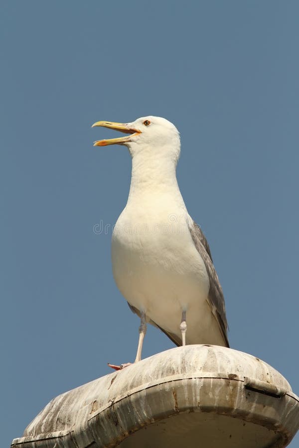Caspian Gull stock photo. Image of flight, caspian, wings - 3257592