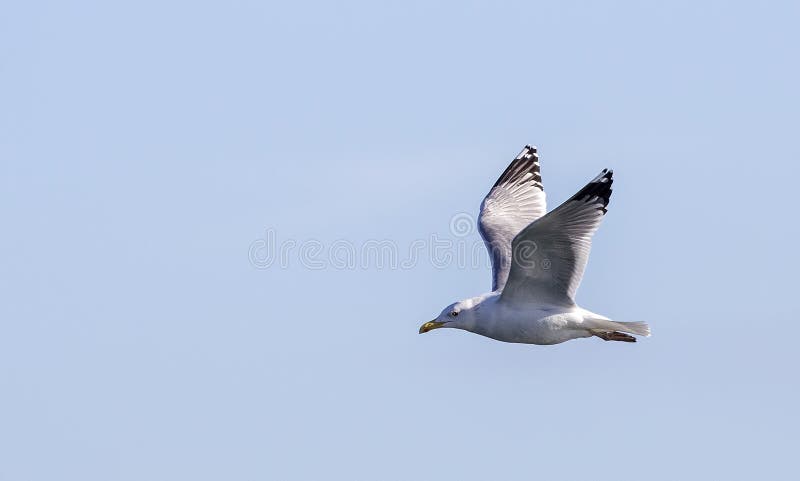 Caspian Gull stock photo. Image of flight, caspian, wings - 3257592
