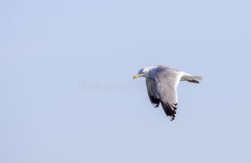 Caspian Gull stock photo. Image of flight, caspian, wings - 3257592