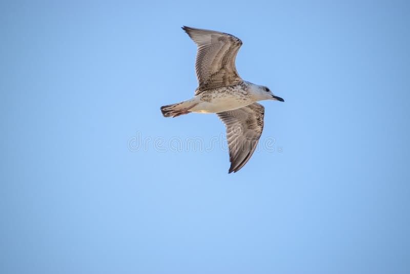 Caspian Gull Flying in the Blue Bright Sky Stock Photo - Image of ...