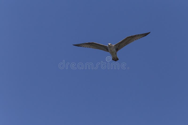Caspian Gull stock photo. Image of flight, caspian, wings - 3257592