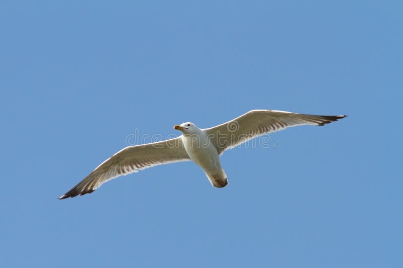 Caspian Gull stock photo. Image of flight, caspian, wings - 3257592