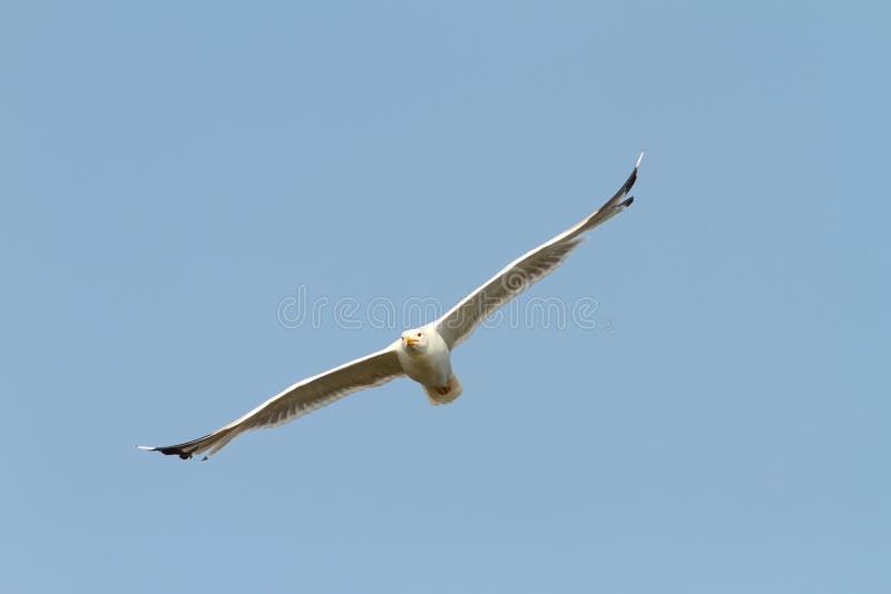 Caspian Gull stock photo. Image of flight, caspian, wings - 3257592
