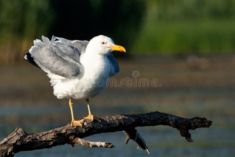 Caspian Gull stock photo. Image of flight, caspian, wings - 3257592