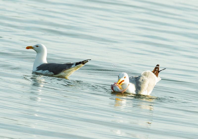 Caspian Gull stock photo. Image of flight, caspian, wings - 3257592