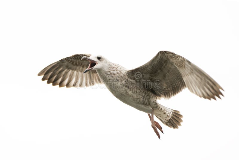 Juvenile Caspian Gull Larus Cachinnans in Flight Above the Oder Delta ...