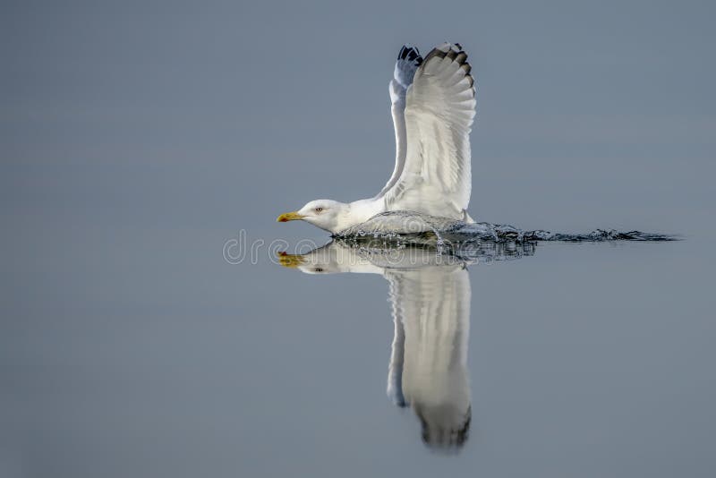 Caspian Gull stock photo. Image of flight, caspian, wings - 3257592
