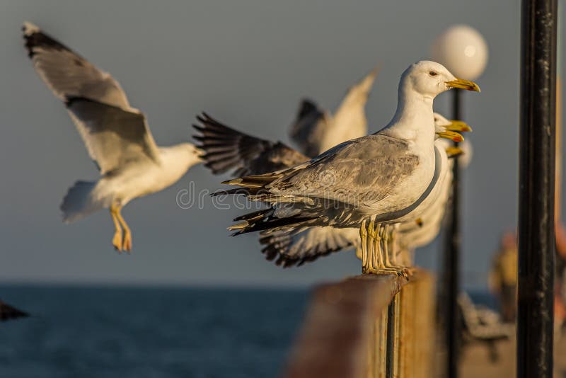 The Caspian Gull Larus Cachinnans is a Large Gull and a Member of the ...