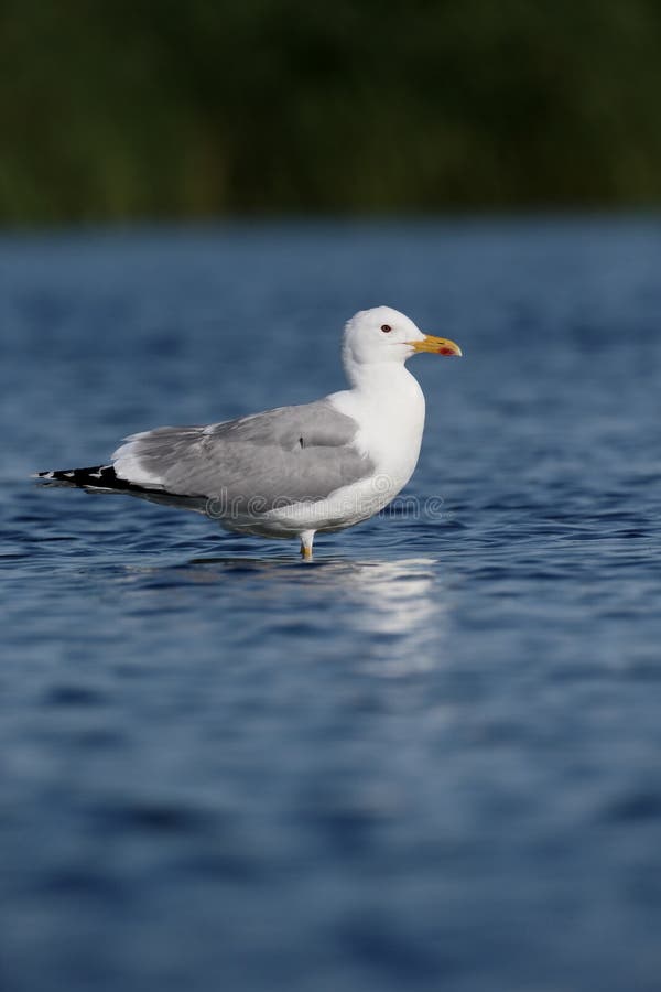 Caspian Gull stock photo. Image of flight, caspian, wings - 3257592