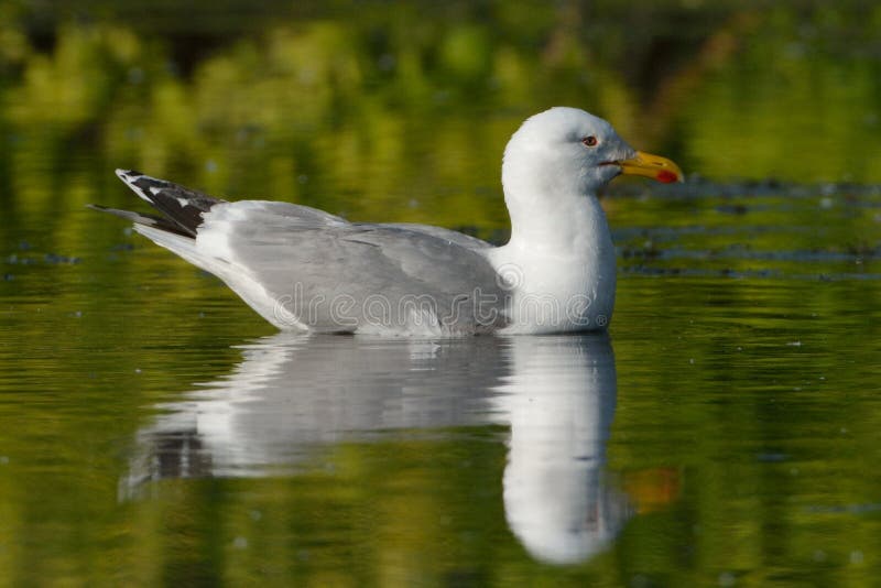 Caspian Gull stock photo. Image of flight, caspian, wings - 3257592