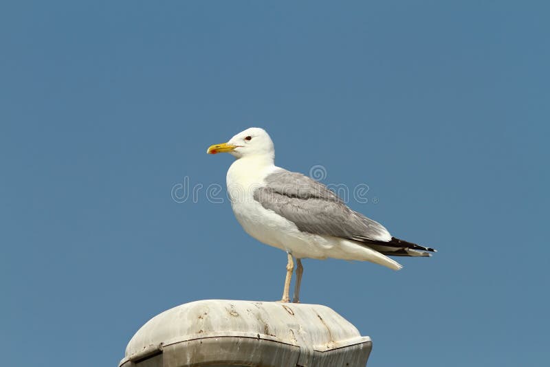 Caspian Gull stock photo. Image of flight, caspian, wings - 3257592