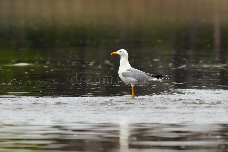 Caspian Gull stock photo. Image of flight, caspian, wings - 3257592