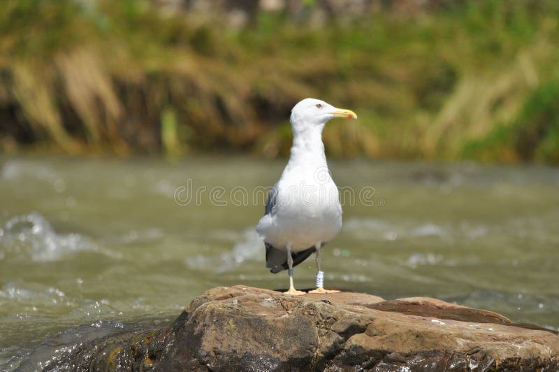 Caspian Gull with White Plumage Standing and Resting on a Stone on the ...