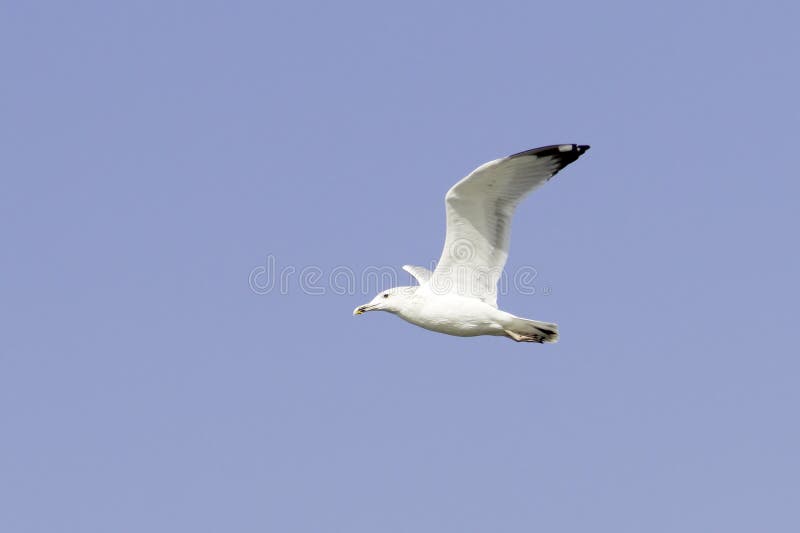 Caspian Gull or Yellow Legged Gull in Flight / Larus Cachinnans Stock ...