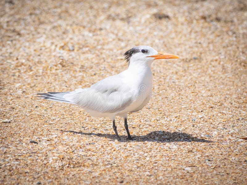 Caspian Tern on beach stock image. Image of blue, beautiful - 212360761
