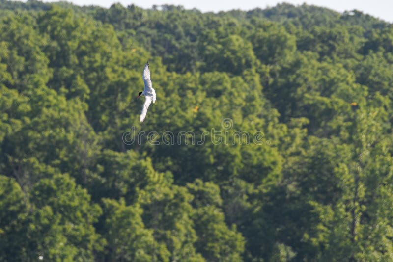 Caspian Tern Bird in Sideways Flight with Blurred Green Forest in ...