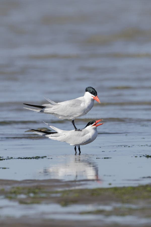 Caspian tern bird stock image. Image of north, vancouver - 280711721