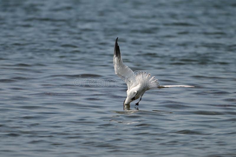 A Caspian Tern Bird with Wings Spread Splashing Down Head First into ...