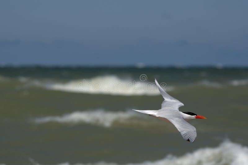 Caspian Tern in Flight stock photo. Image of birdwatching - 202964186