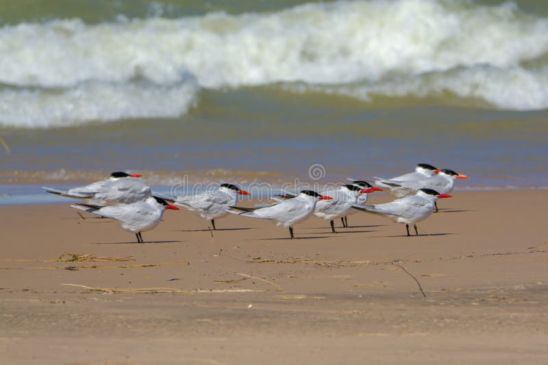 Caspian Tern Flock stock image. Image of birdwatching - 202964163