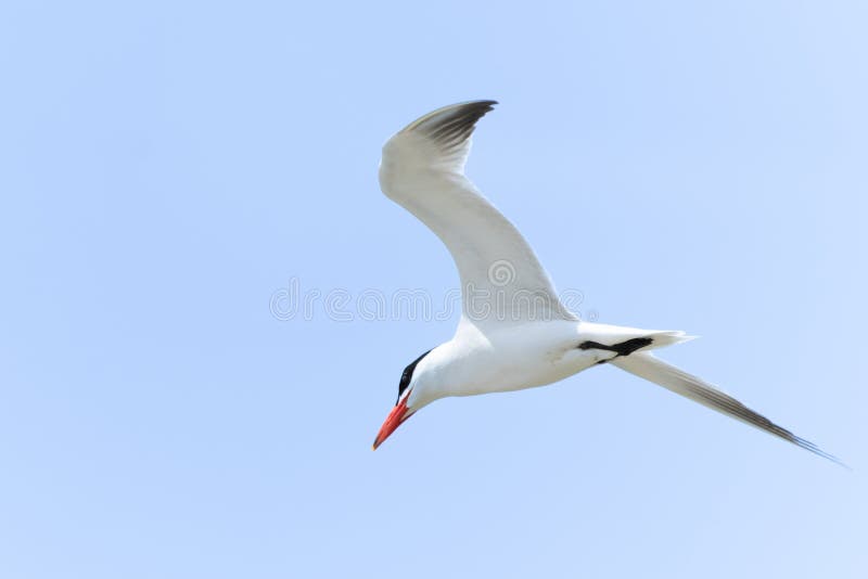 Caspian Tern Flying Overhead Stock Image - Image of caspian, gull ...