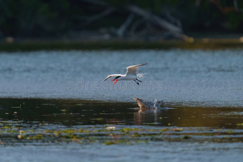 Caspian Tern Flying at Seaside Beach Stock Photo - Image of waterbird ...