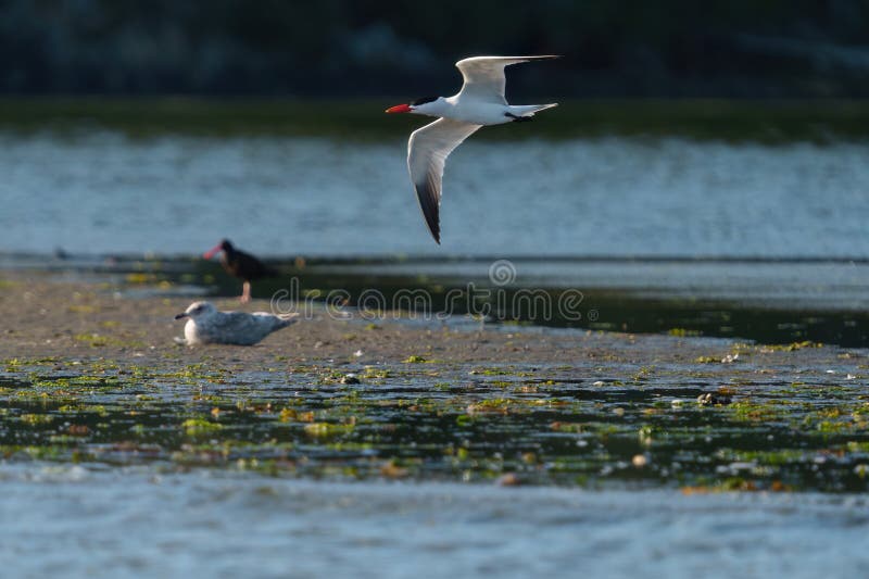 Caspian Tern Flying at Seaside Beach Stock Image - Image of small ...