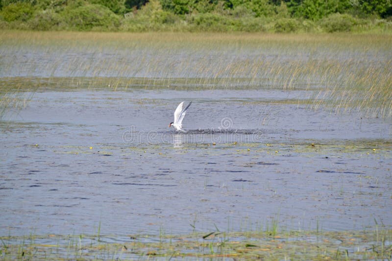 Caspian Tern (Hydroprogne Caspia) Catching Fish at Tiny Marsh Stock ...